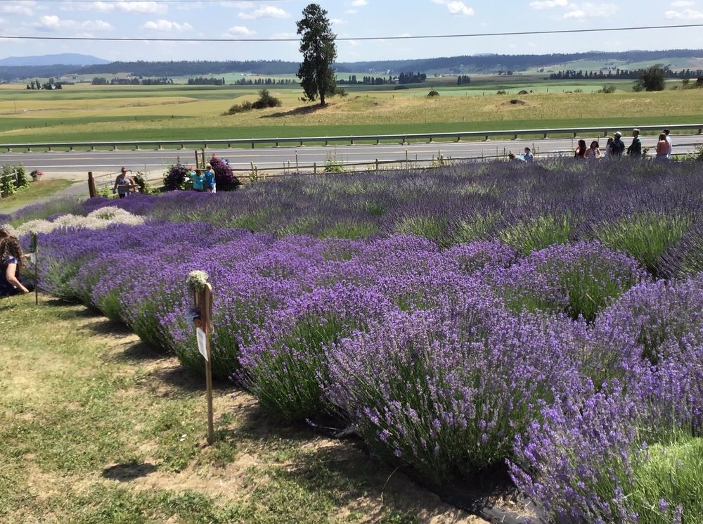 20 Things to Do in Spokane: Your Ultimate Guide to Washington's Hidden ...